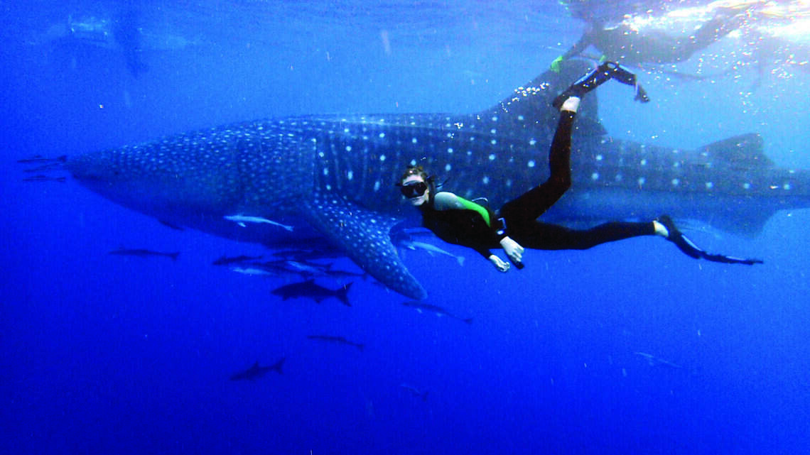 Whale shark spends the day diving the Duane off Key Largo | FL Keys News