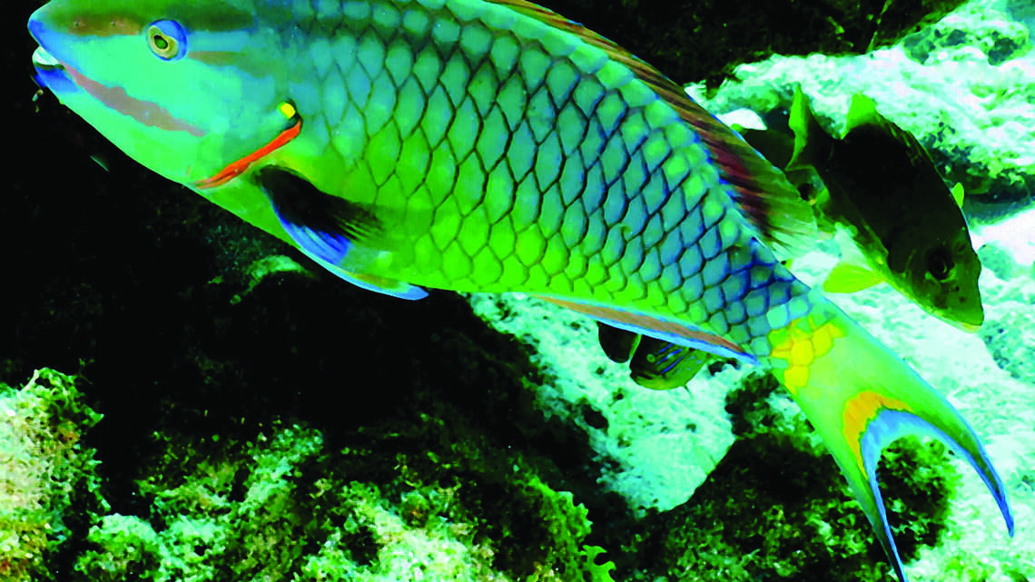 Species like parrotfish help protect the reef | FL Keys News
