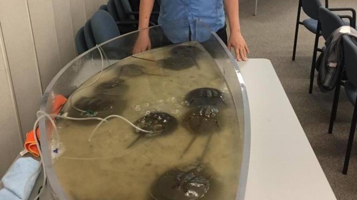 Scientists need help with horseshoe crab research project | FL Keys News